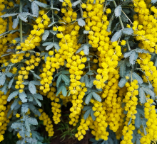 Discovering the Unique Flavors of Australian Wattle Seed: A Journey in ...