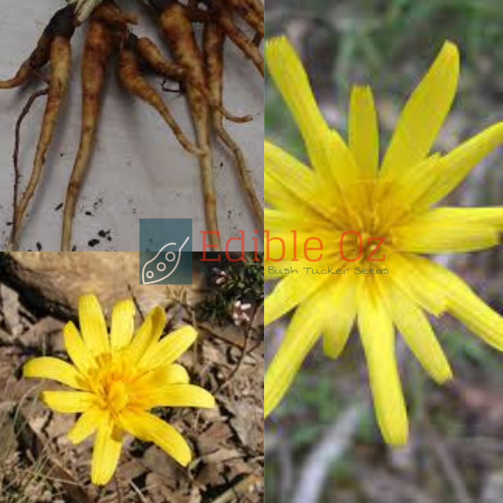 'MURNONG' - YAM DAISY (Microseris lanceolata) Seeds – Edible Oz