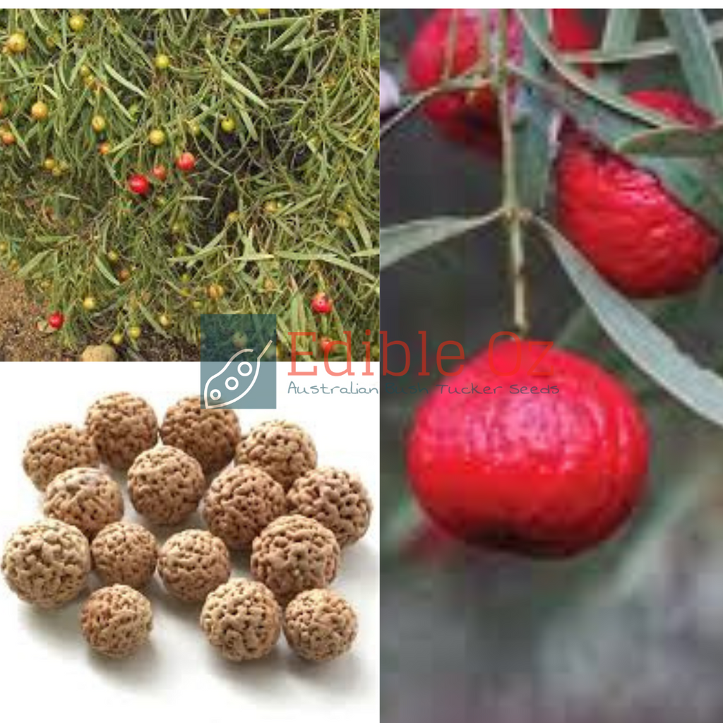 Quandong / Native Peach - Santalum acuminatum (Quwandhang) seeds ...
