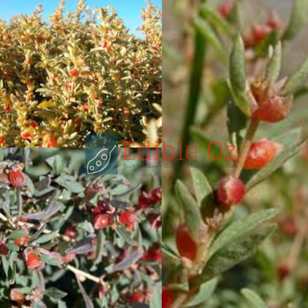 Creeping Berry Saltbush / Australian Saltbush - Atriplex semibaccata ...