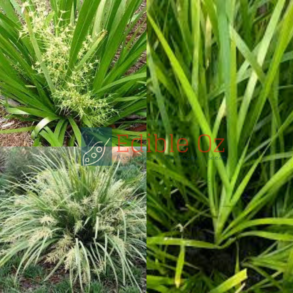 Creek Mat Rush - Lomandra hystrix (Green Lomandra) Seeds – Edible Oz