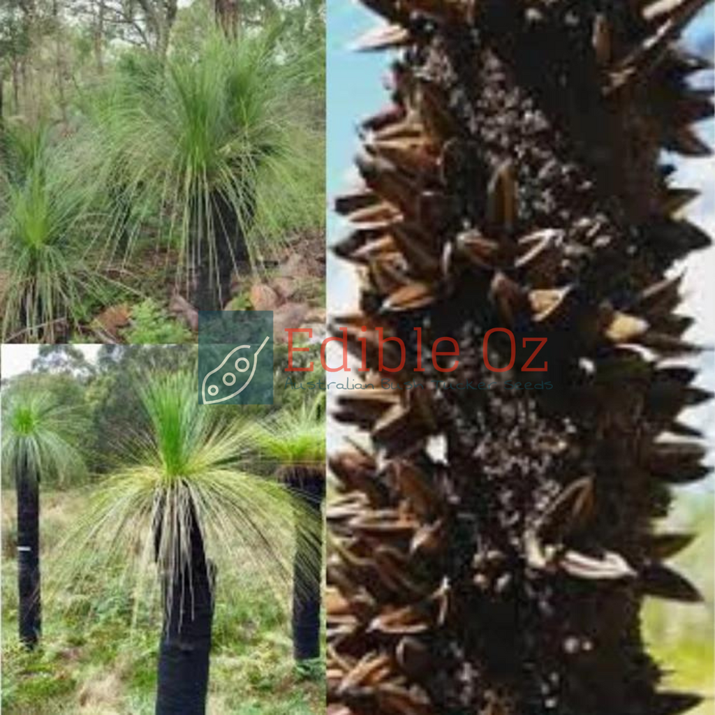 Forest grass tree - Xanthorrhoea johnsonii (Johnson's grass tree) seed ...