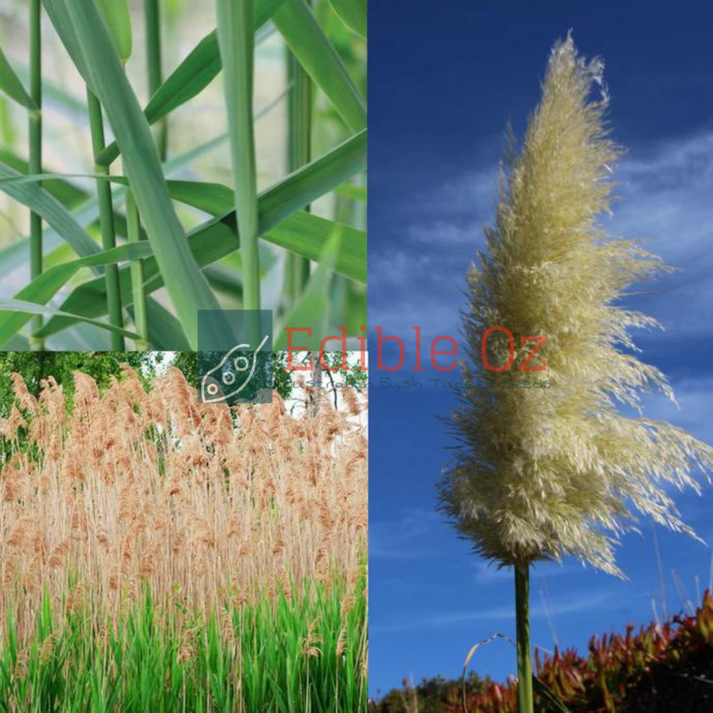 Common Reed - Phragmites australis (Djarg) seeds – Edible Oz