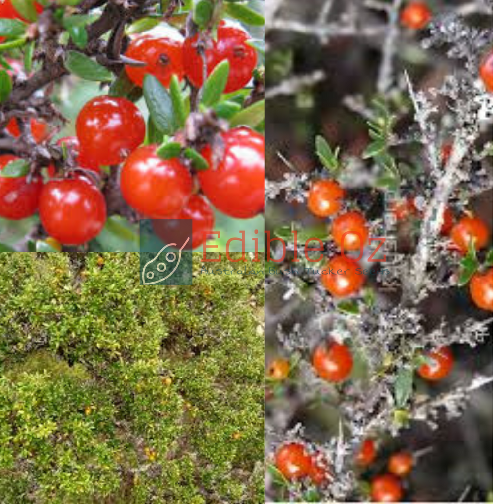 MOUNTAIN CURRANT / SHINING COPROSMA (Coprosma nitida) Seeds – Edible Oz