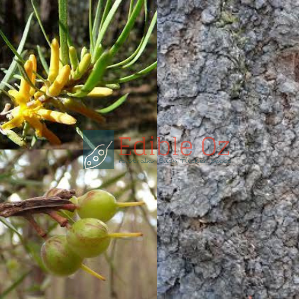 Narrow-Leaved Geebung - Persoonia linearis (Jibbong) seeds – Edible Oz