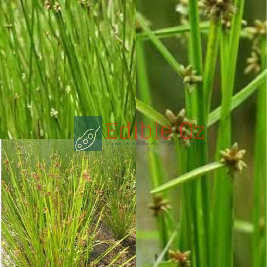 Rough Seed Bulrush - Schoenoplectus mucronatus (Bog bulrush) seeds ...