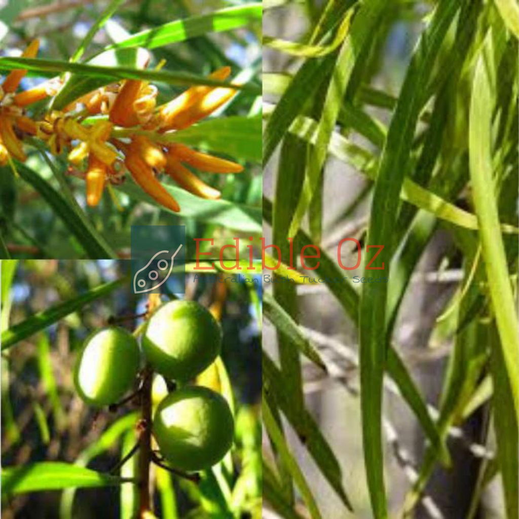 Upright Snottygobble - Persoonia longifolia (Geebung) seeds – Edible Oz