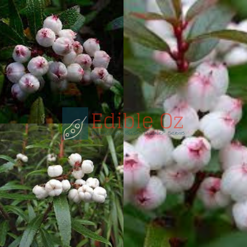 Tasmanian Snow Berry - Gaultheria hispida (Copperleaf snowberry) seeds ...