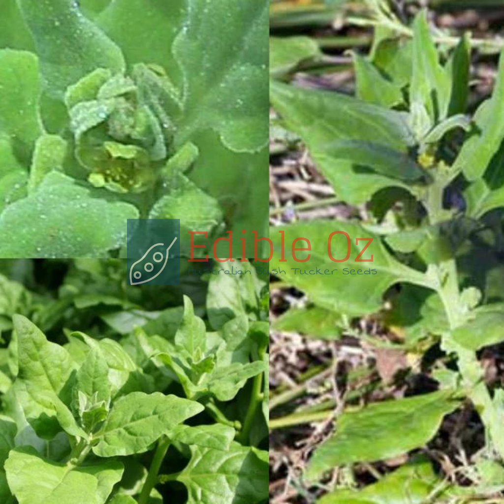 Warrigal Greens - Tetragonia tetragonioides (Sea spinach) seeds – Edible Oz