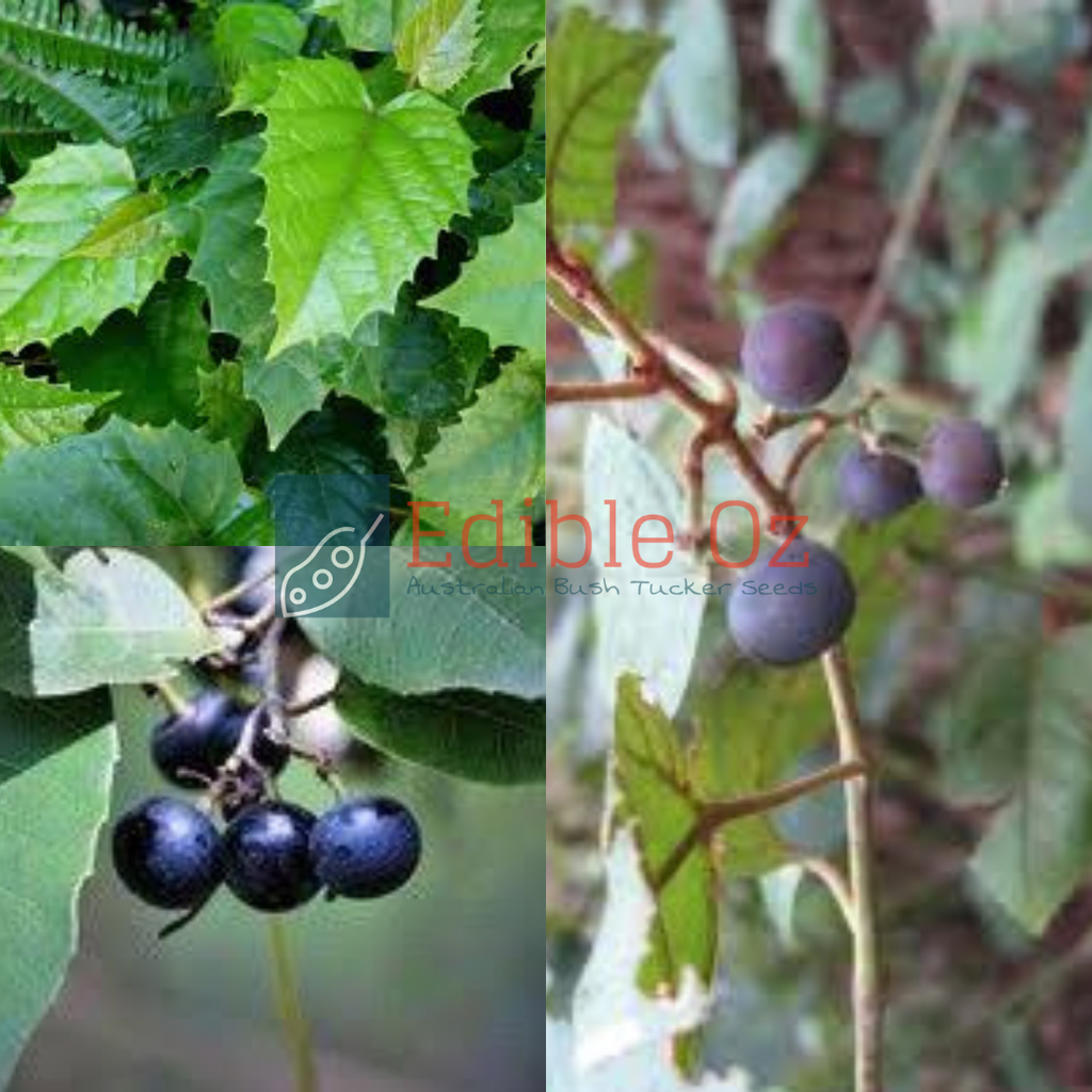 Native Grape / Kangaroo Vine - Cissus antarctica (Water vine) seeds ...