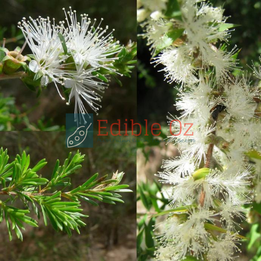 White Kunzea - Kunzea ambigua (Tick bush) seeds – Edible Oz