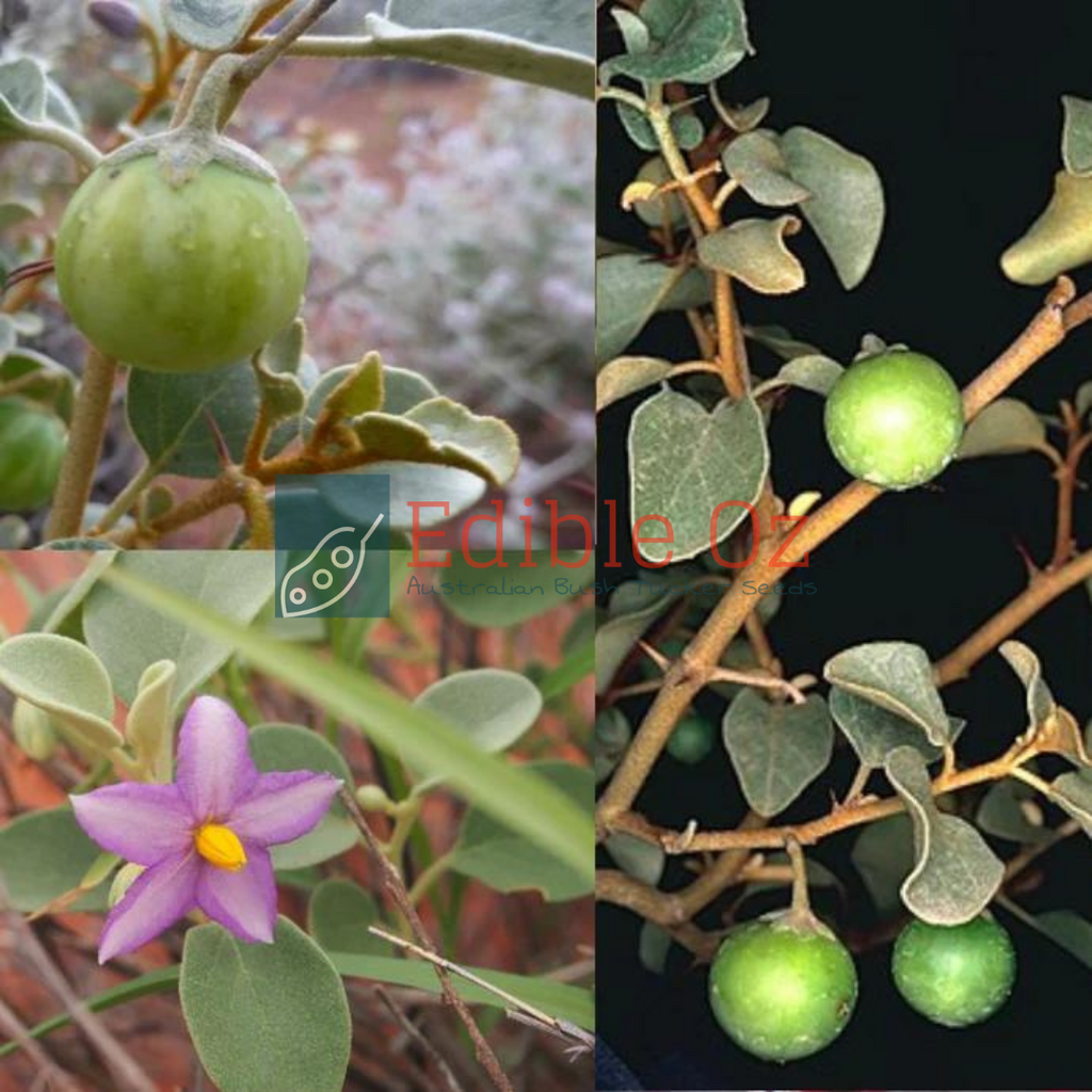 Wild Tomato - Solanum orbiculatum (Round leaved solanum) seeds – Edible Oz