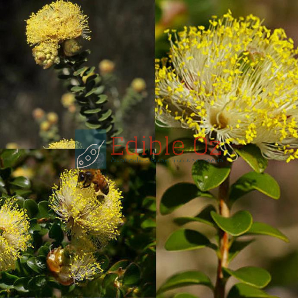 Yellow Pom Pom Melaleuca - Melaleuca megacephala (Large flowered melal ...