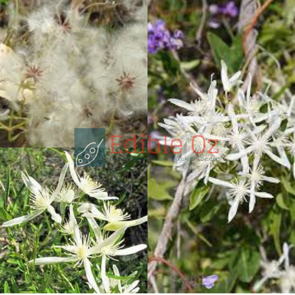 Fine Leaved Clematis / Headache Vine - Clematis linearifolia (Taaruk ...