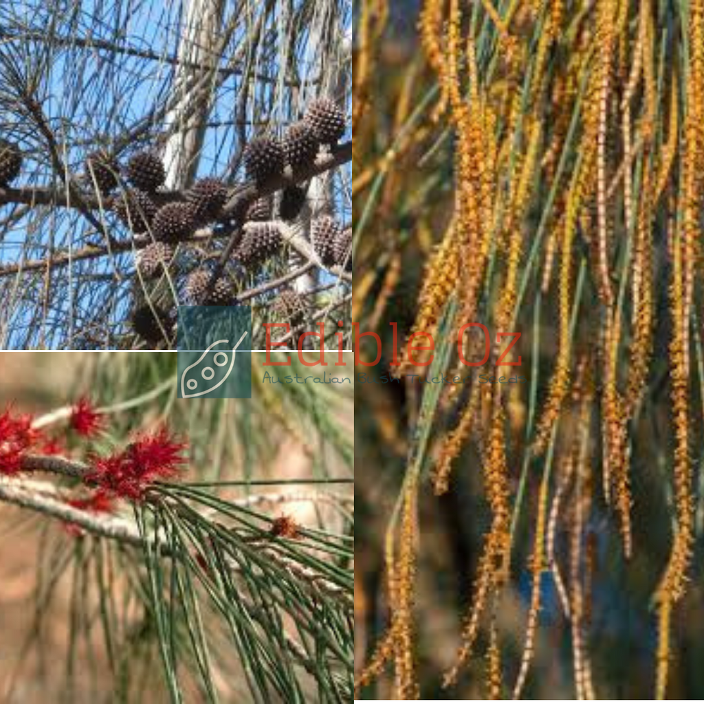 Drooping Sheoak - Allocasuarina verticillata (Worgnal) seeds – Edible Oz