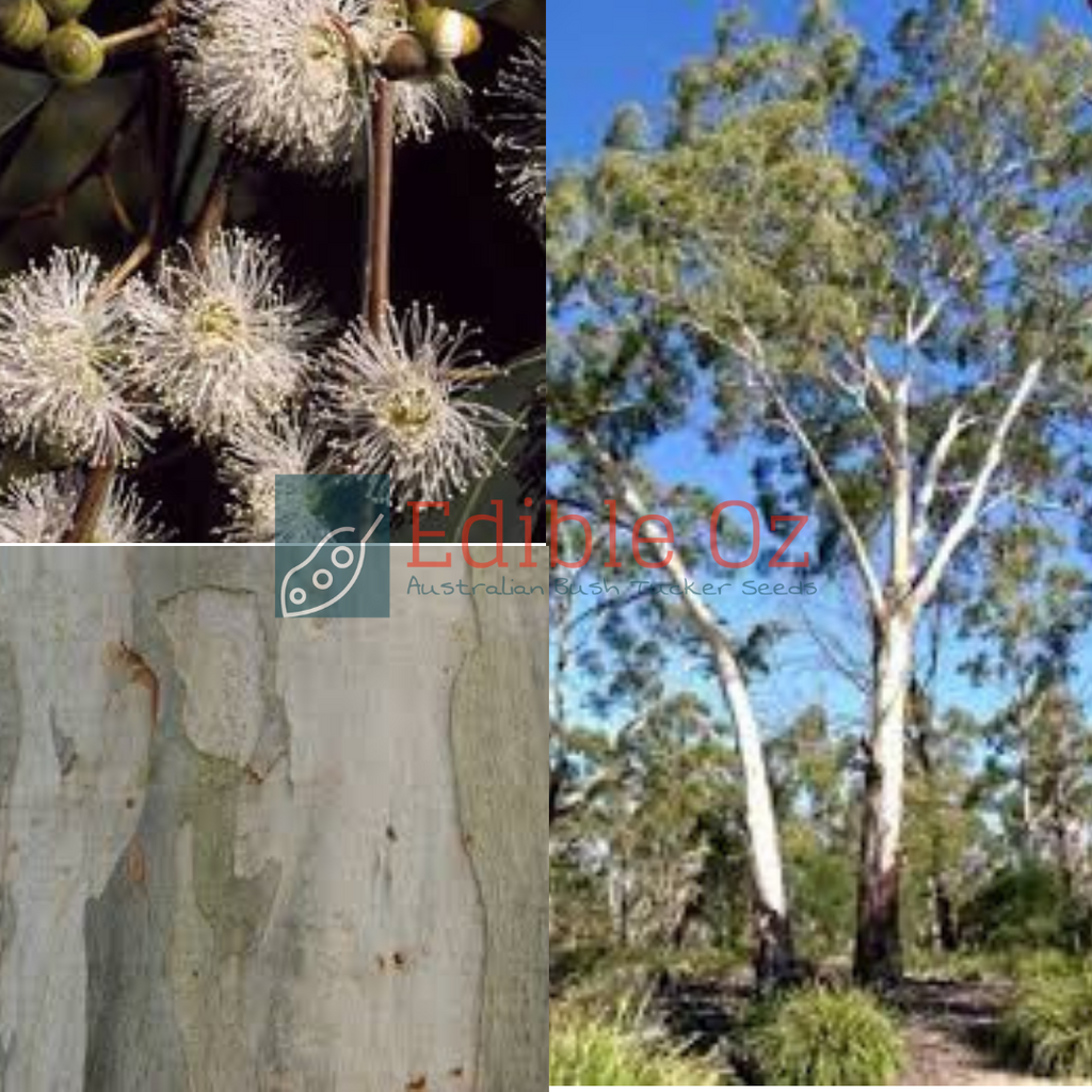 Manna Gum / Ribbon Gum - Eucalyptus viminalis (Wurun) Seeds – Edible Oz
