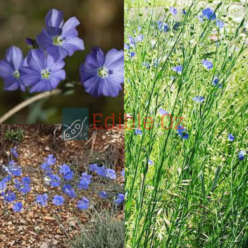 Wild Native Flax (Linum marginale) seeds – Edible Oz