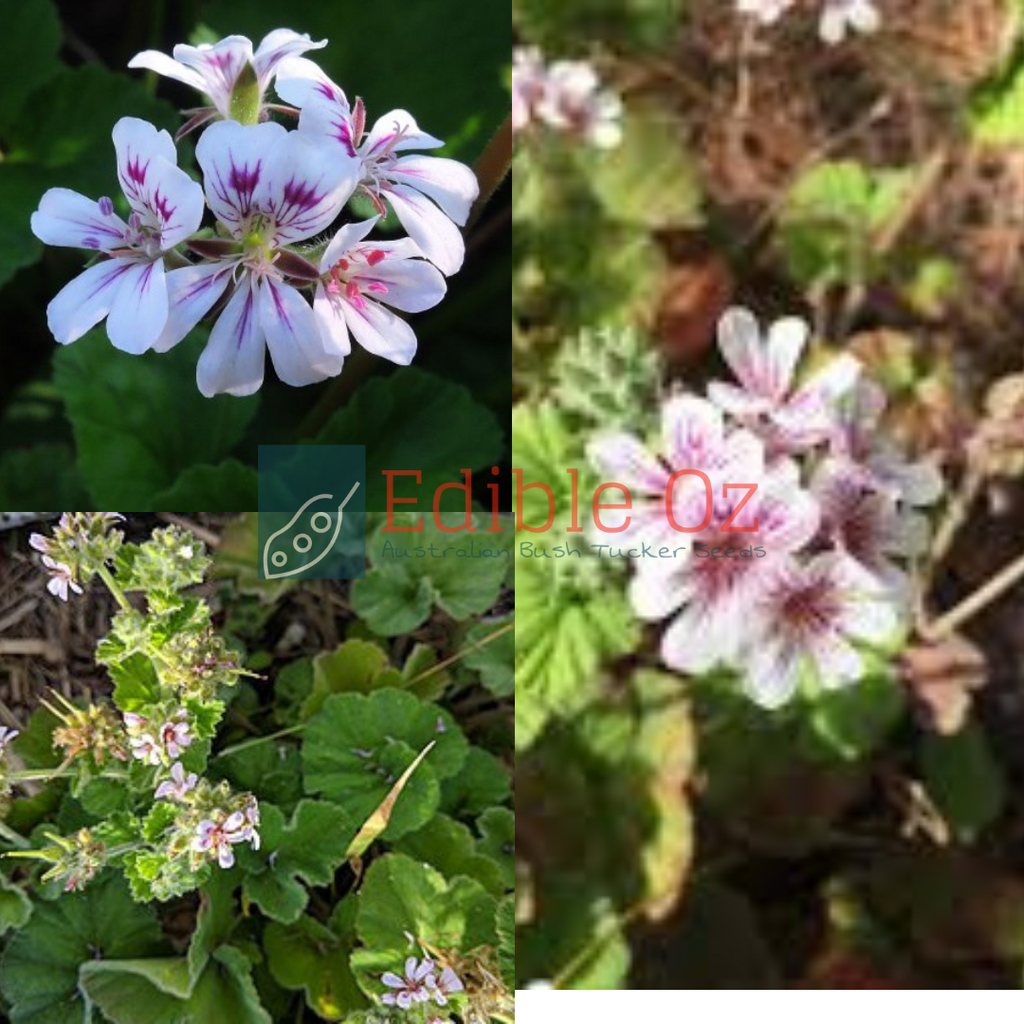 Native Storksbill - Pelargonium australe (Wild geranium) seeds – Edible Oz