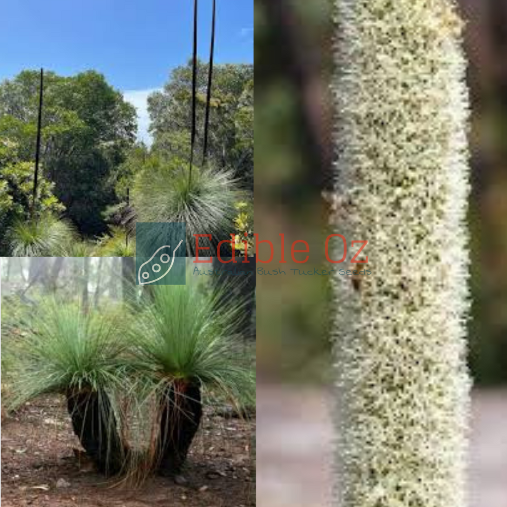 Grass Tree - Xanthorrhoea Preissii (Balga) seeds – Edible Oz