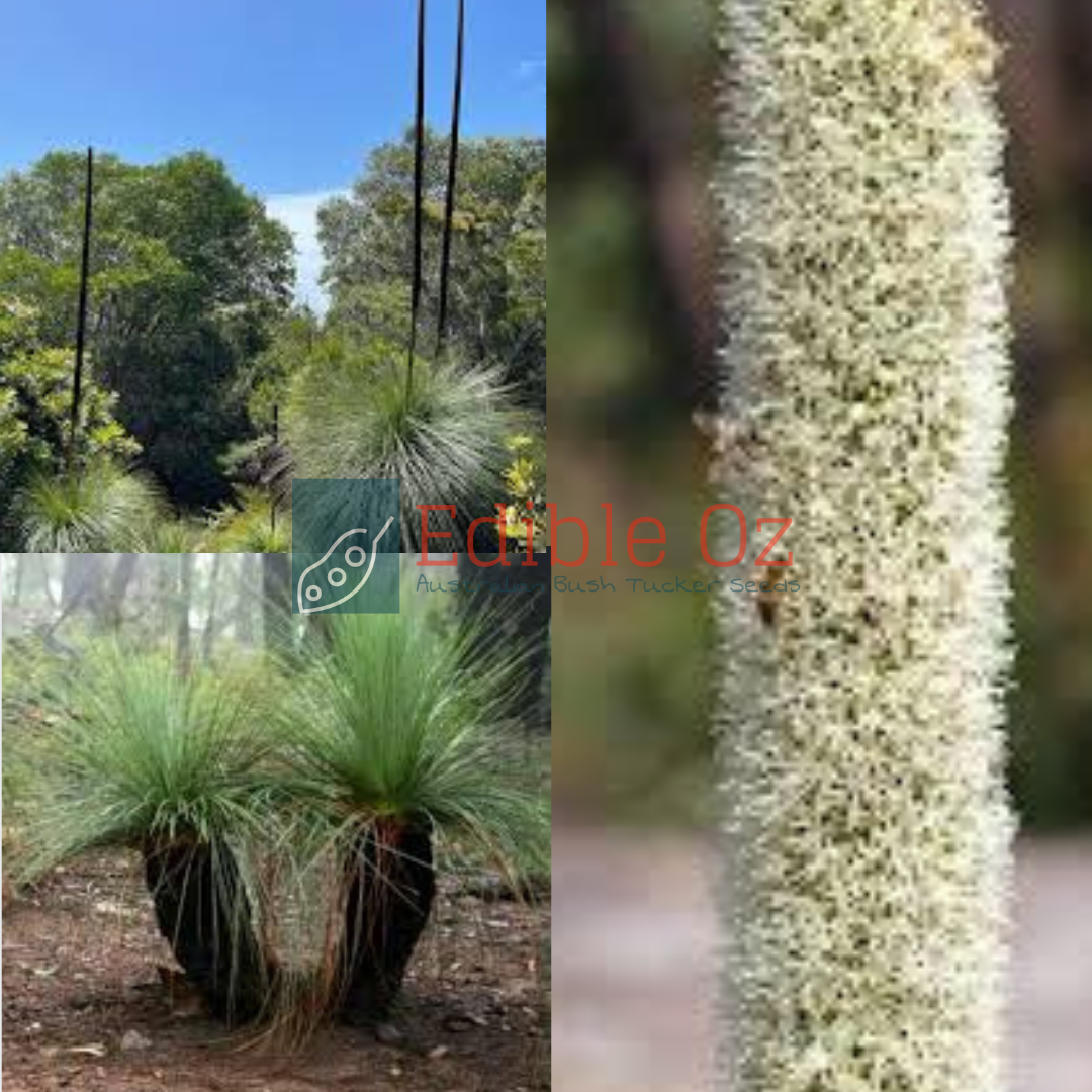 'BALGA' GRASS TREE (Xanthorrhoea Preissii) Seeds – Edible Oz
