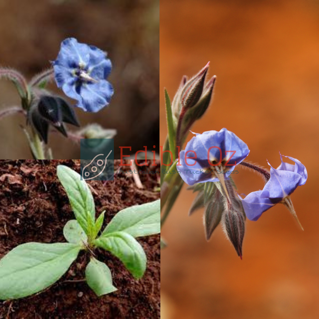 Northern Bluebell / Camel Bush / Cattle Bush - Trichodesma zeylanicum ...