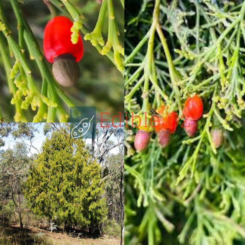 Native Cherry Ballart - Exocarpos cupressiformis (Cypress cherry) seed ...