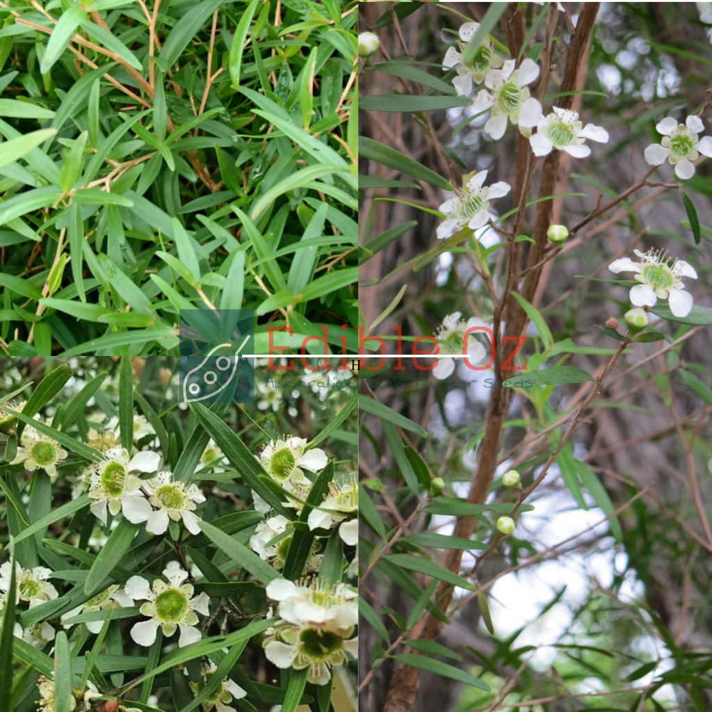 Lemon Scented Tea Tree - Leptospermum petersonii syn. citratum (Lemon ...