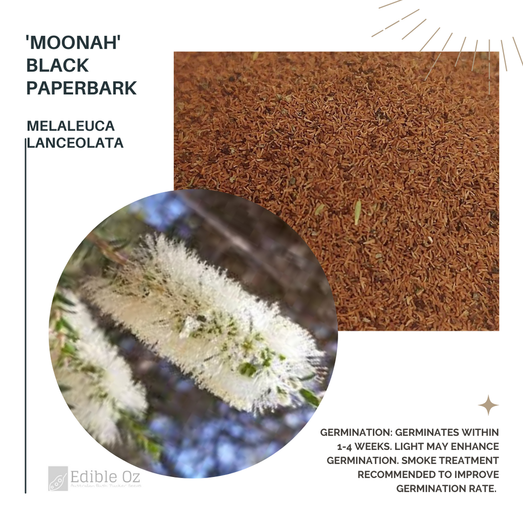 Black Paperbark / Rottnest Island Tea-Tree - Melaleuca lanceolata (Moo ...