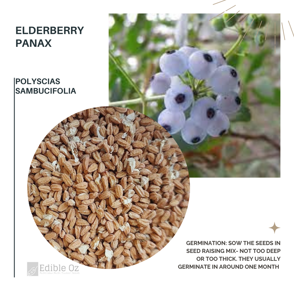 Elderberry Panax / Small Basswood - Polyscias sambucifolia (Native pan ...