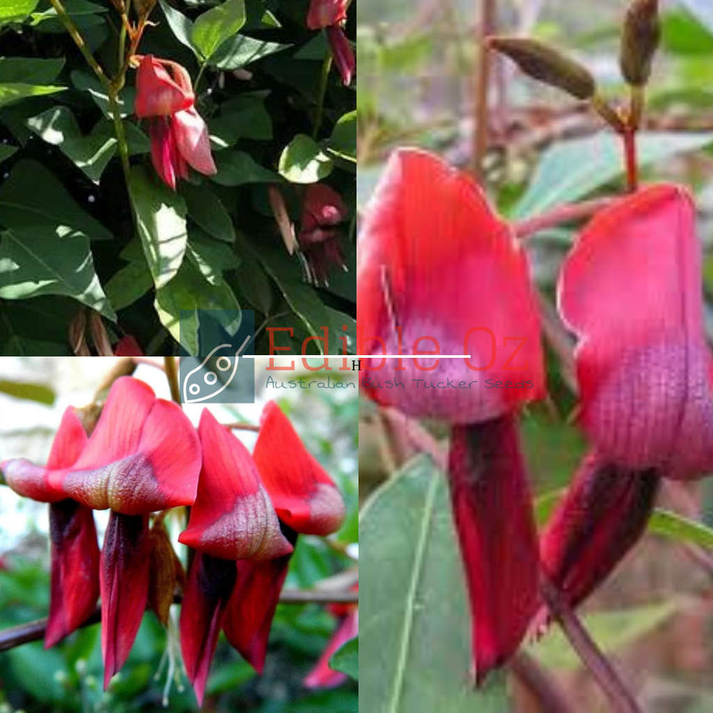 Dusky Coral Pea - Kennedia rubicunda (Dusky Creeper) seeds – Edible Oz