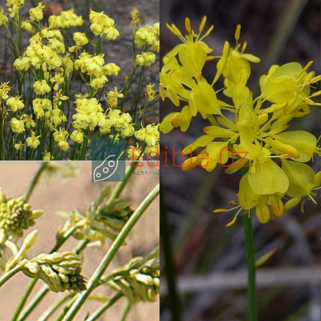 Golden Pennants - Glischrocaryon behrii (Yellow pendants) seeds – Edible Oz