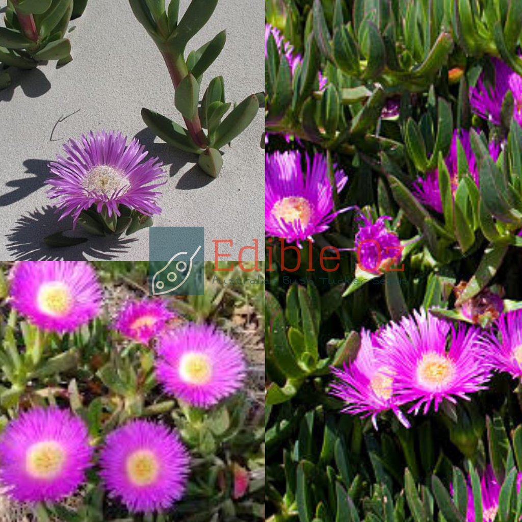 Coastal Pigface - Carpobrotus virescens (Karkalla / Kolbogo) seeds ...