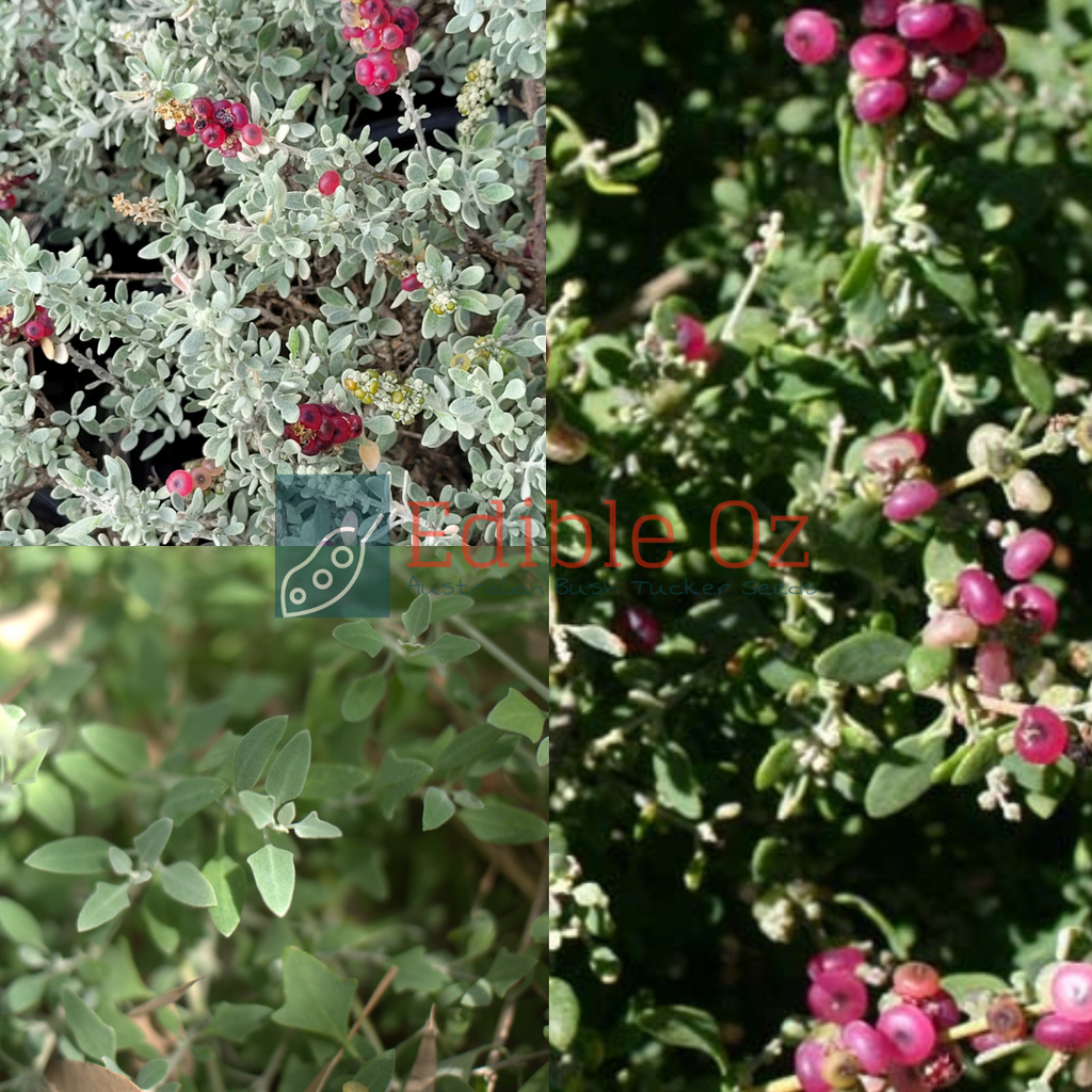 Spiny Saltbush - Chenopodium / rhagodia spinescens (Hedge saltbush) se ...
