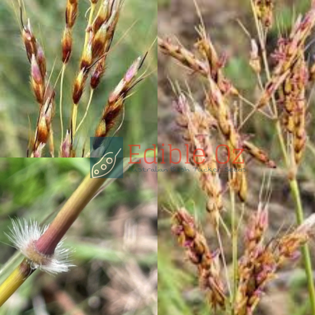 Native Wild Sorghum - Sorghum leiocladum (Sarga) seeds – Edible Oz