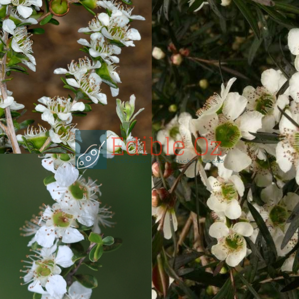 River Tea Tree (Leptospermum obovatum) seeds – Edible Oz