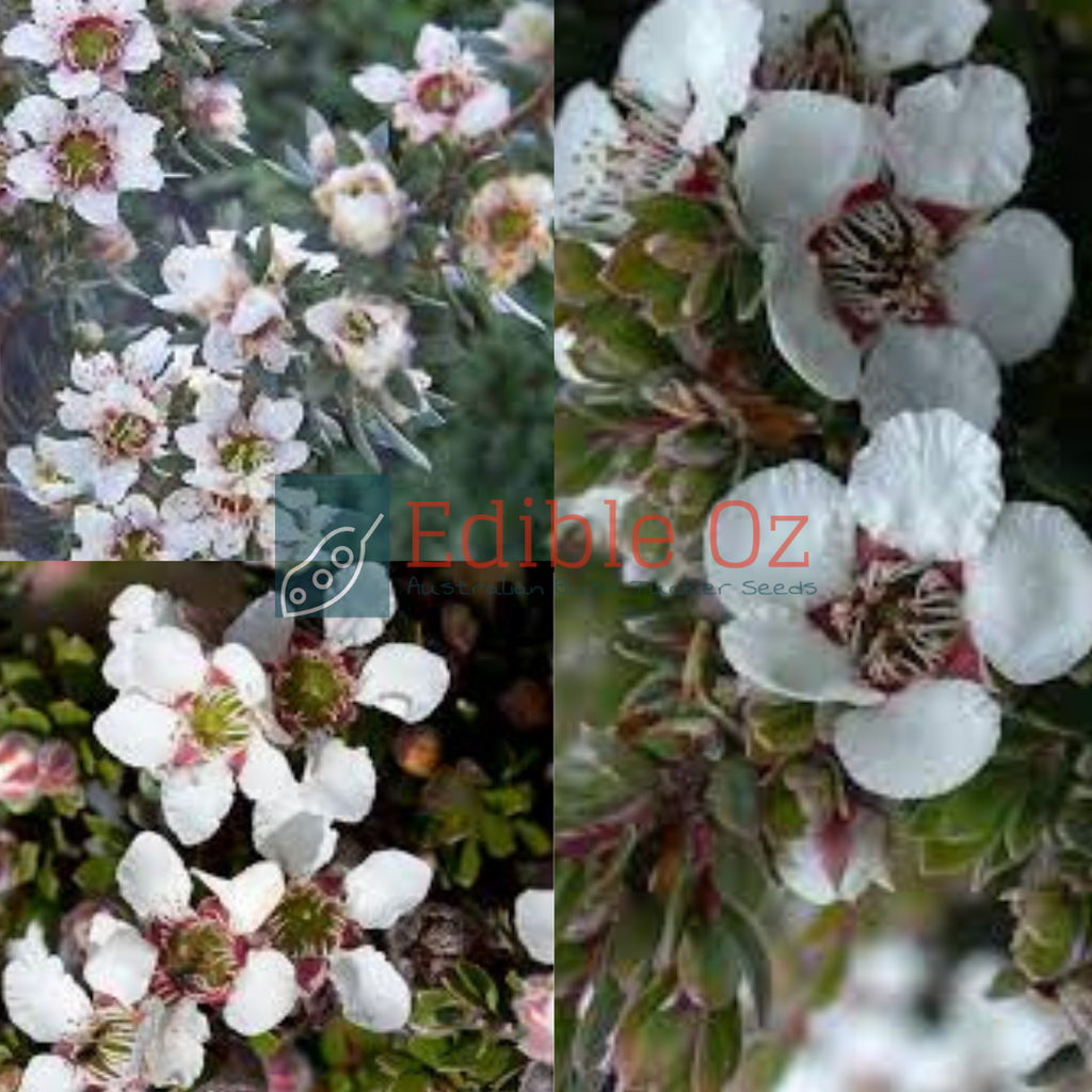 Woolly Tea-Yree (Leptospermum lanigerum) seeds – Edible Oz