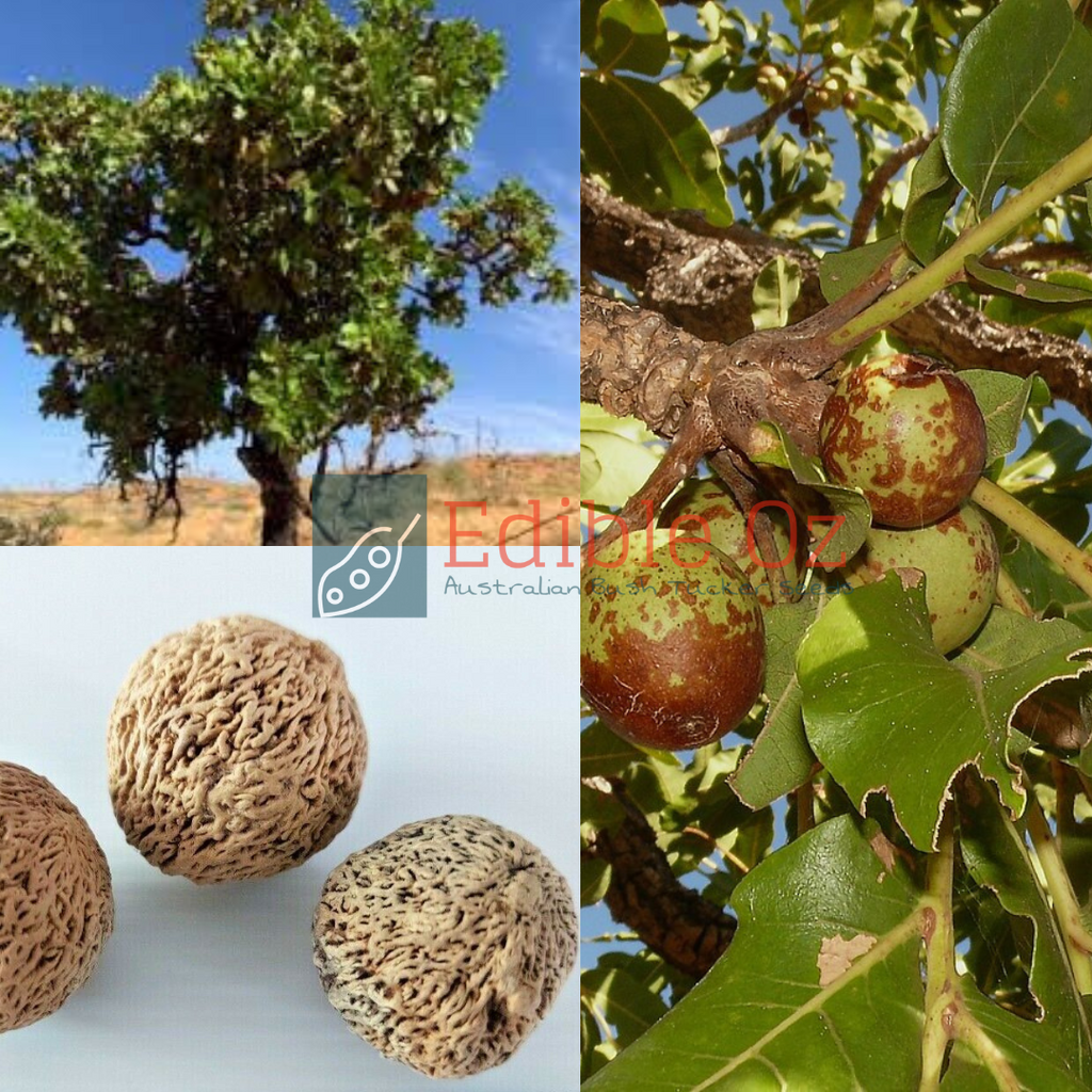 Desert Walnut / Broad-Leaved Emu Apple - Owenia reticulata (Turtujarti ...