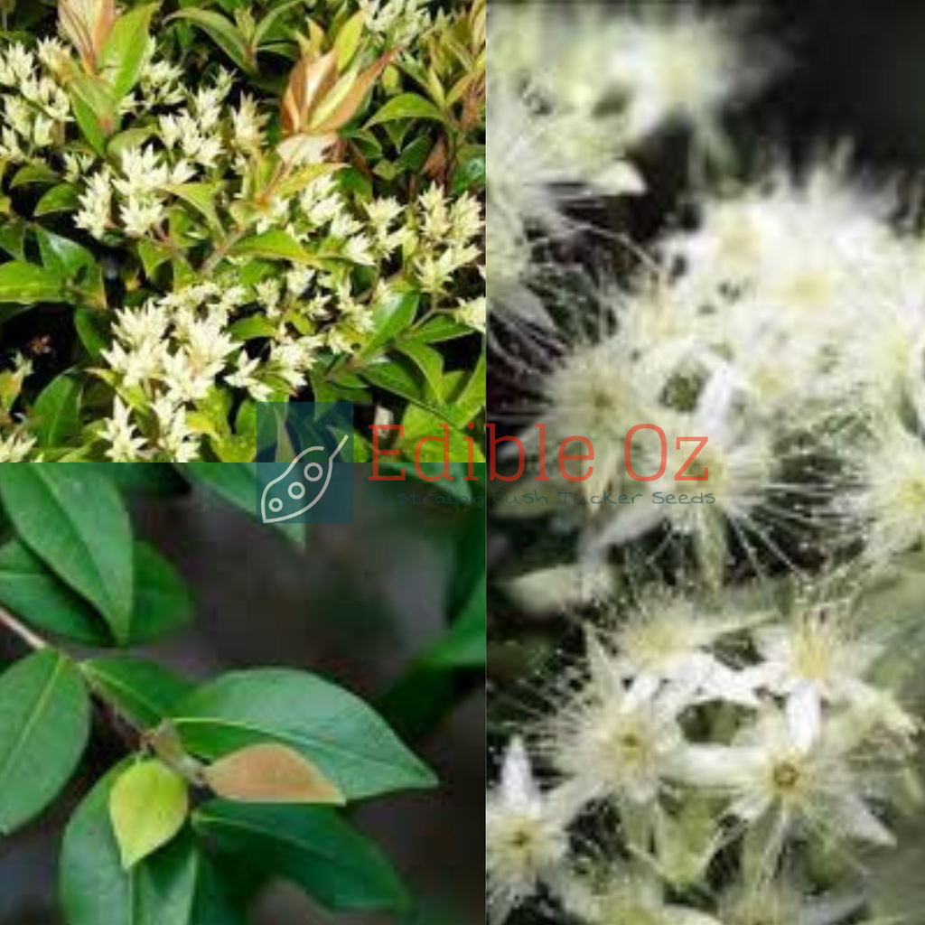 Cinnamon Myrtle - Backhousia myrtifolia (Ironwood) seeds – Edible Oz