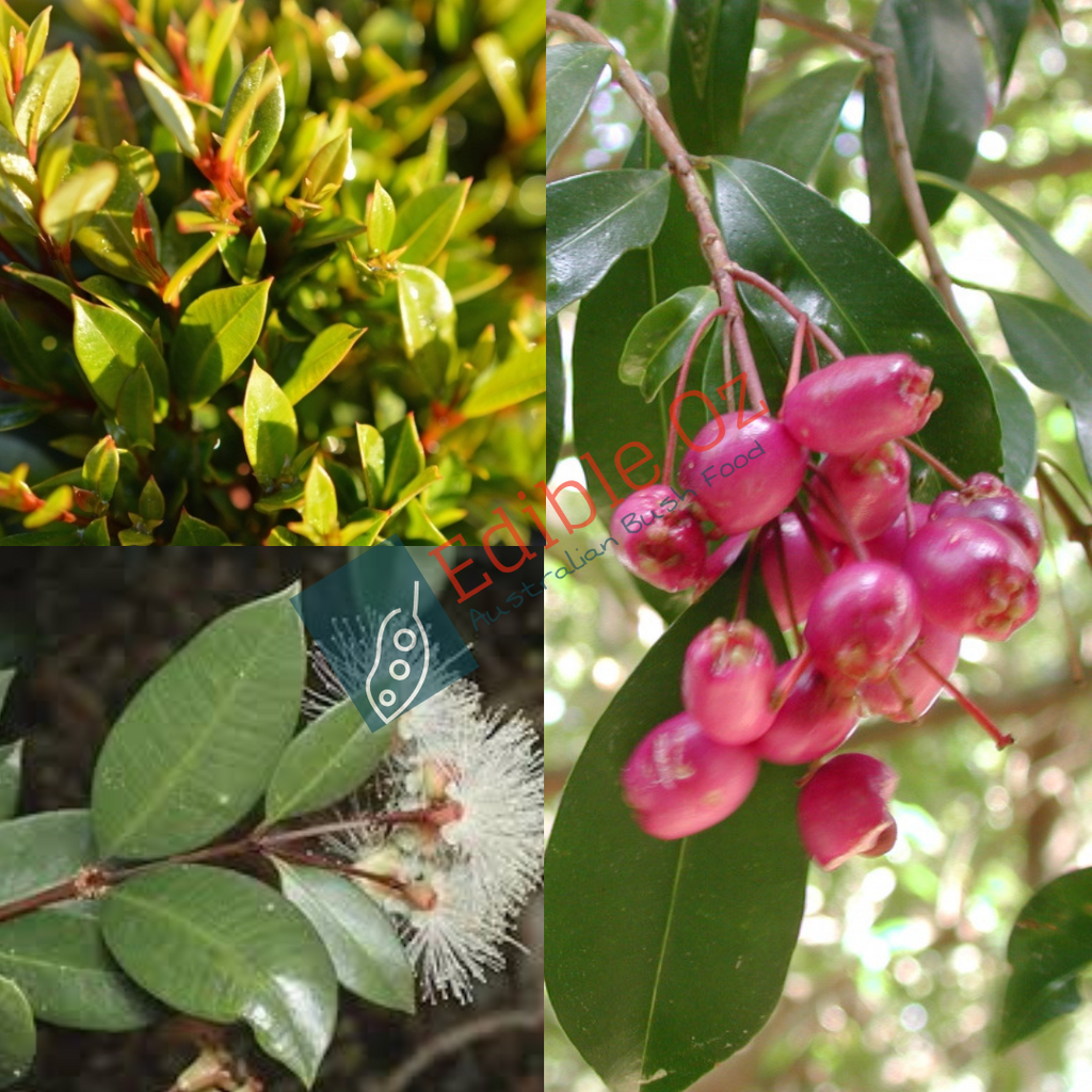 Brush cherry - Syzygium australe (Coastal lilly pilly) seeds – Edible Oz