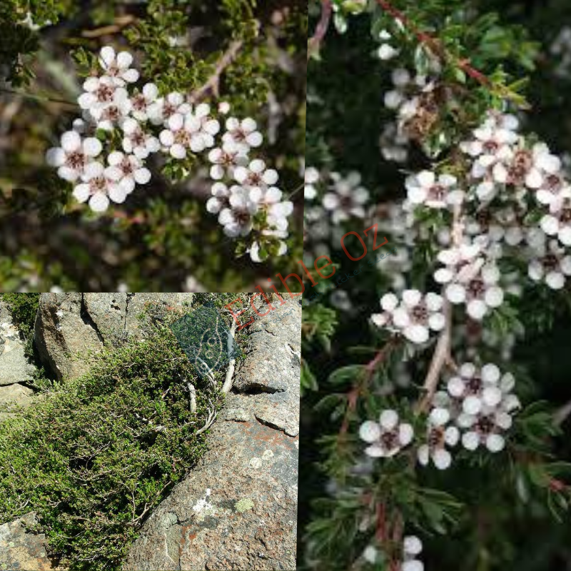 Alpine Tea-Tree - Leptospermum rupestre (Mountain tea-tree) seeds ...