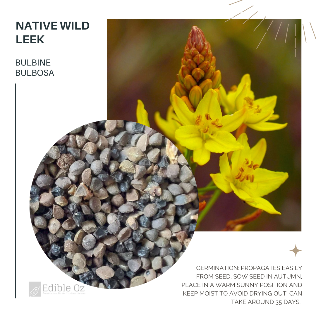 Native Leek / Golden Lily - Bulbine bulbosa (Puewan) seeds – Edible Oz
