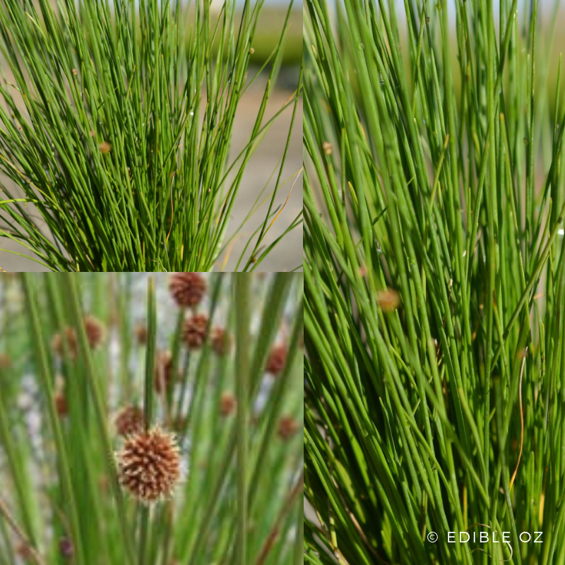 Knobby Club Rush - Ficinia nodosa (Knotted club-rush) seeds – Edible Oz