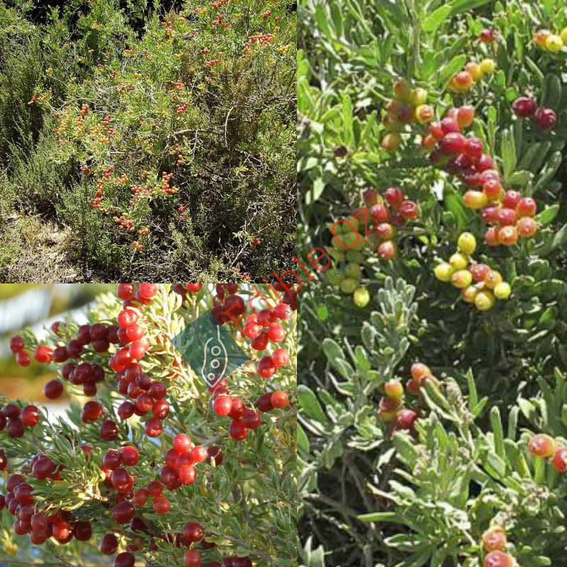 Wild Grape / Nitre Bush - Nitraria billardierei (Karambi) seeds – Edible Oz