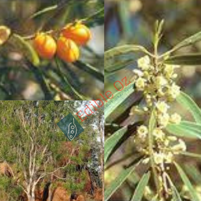 Native Apricot / Weeping Pittosporum - Pittosporum angustifolium (Gumb ...