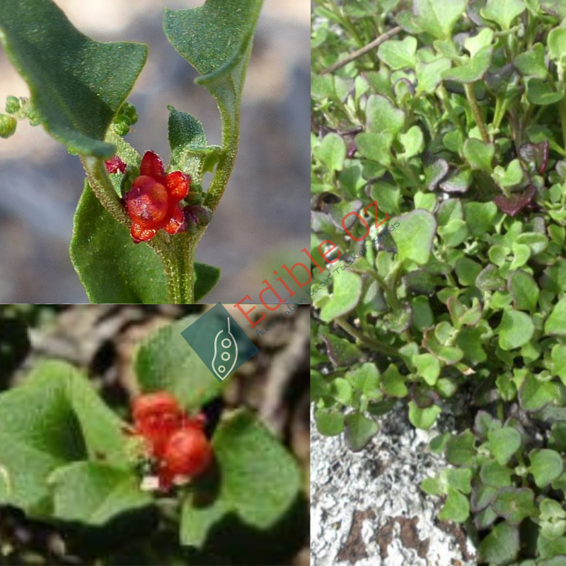 Red Berry Saltbush - Einadia hastata (Saloop) seeds – Edible Oz