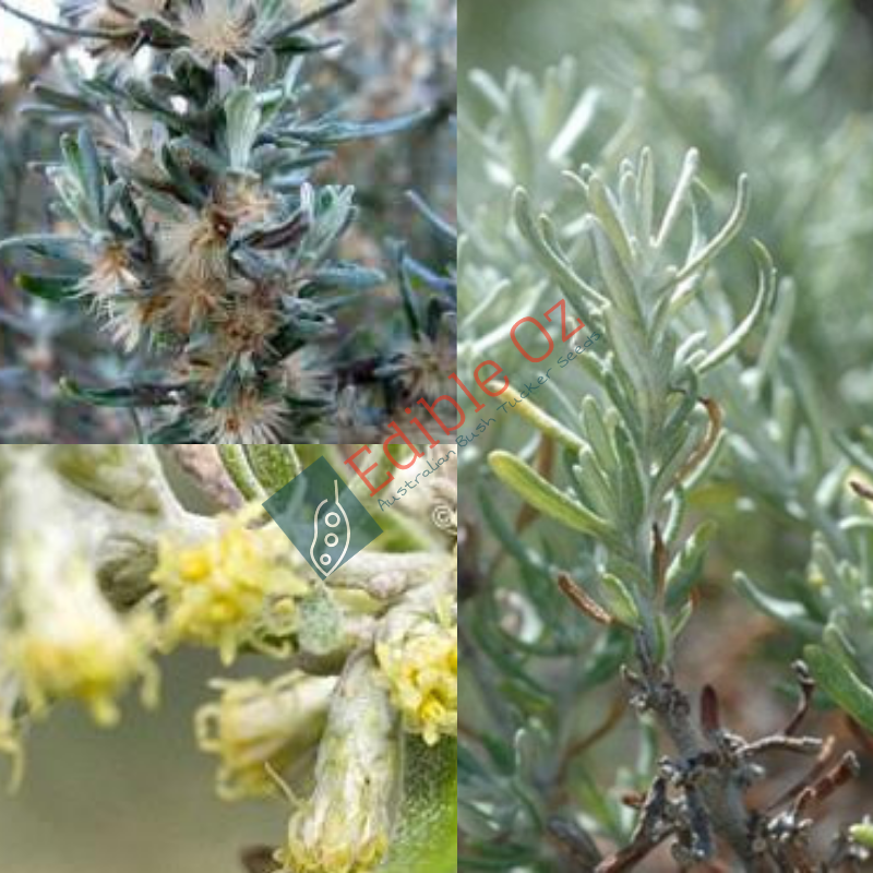Wild Rosemary - Olearia axillaris (Coastal daisy bush) seeds – Edible Oz