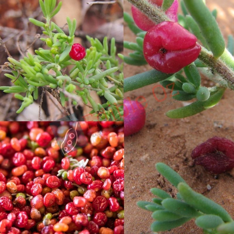 Ruby Saltbush - Enchylaena tomentosa (Kurrkuty) seeds – Edible Oz