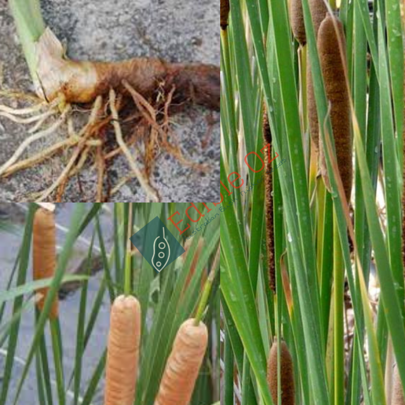 Narrow-leaf Cumbungi - Typha domingensis (Gumbung) seeds – Edible Oz