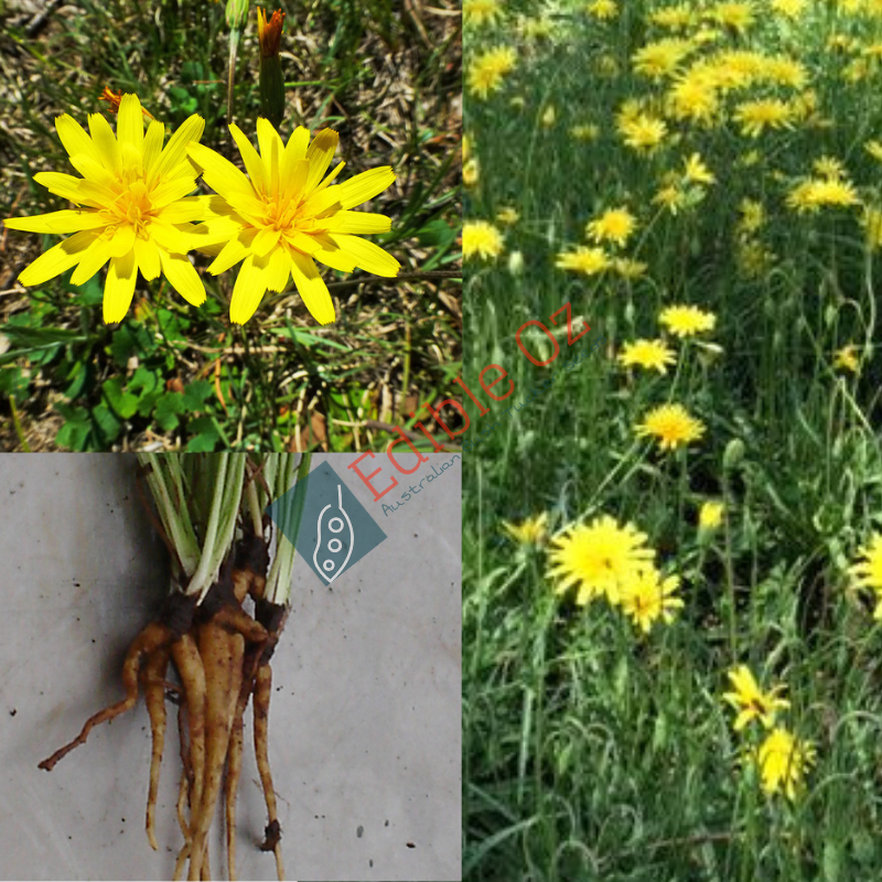 'MURNONG' - YAM DAISY (Microseris walteri) 'Bush Tucker Plant Seeds ...