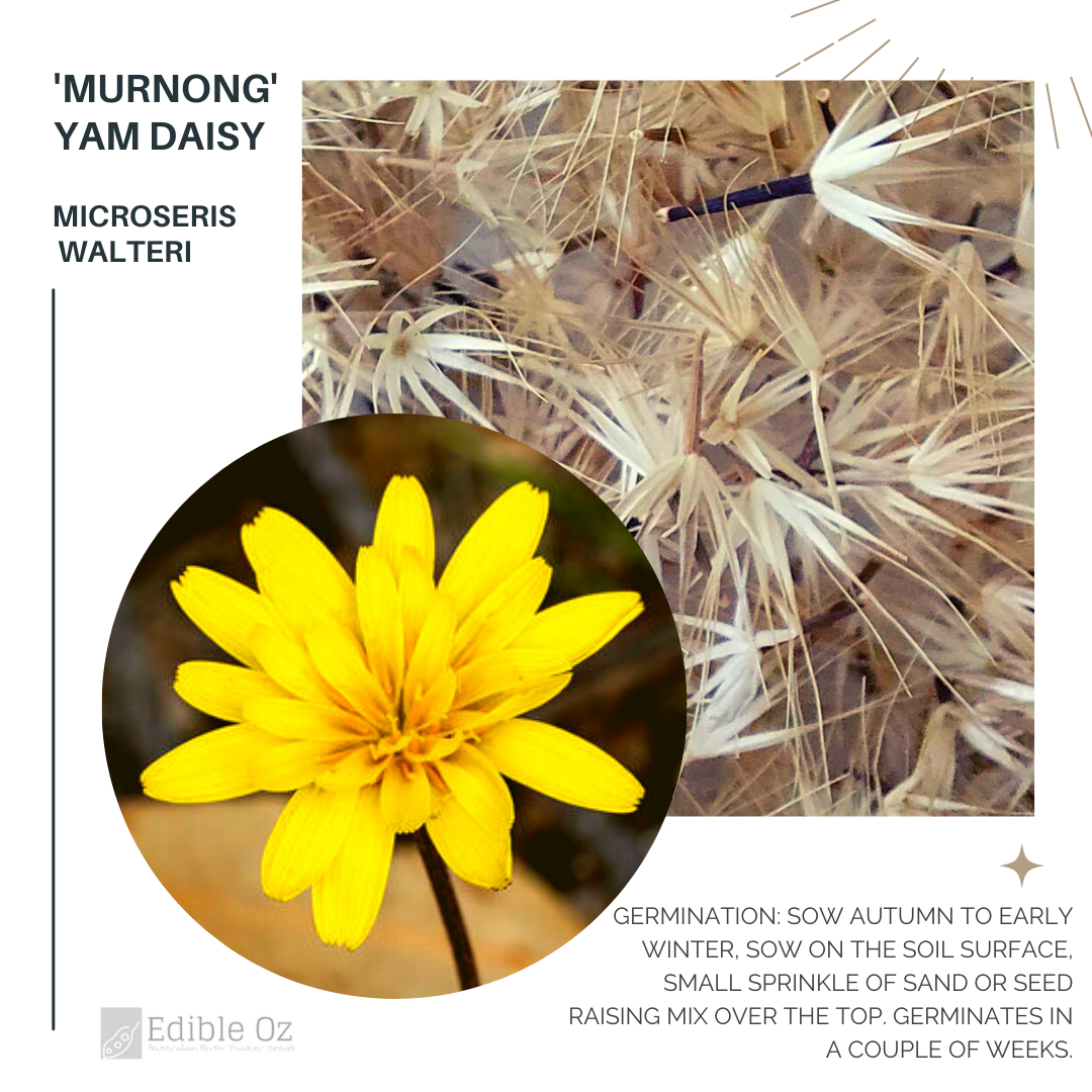 'MURNONG' - YAM DAISY (Microseris walteri) Seeds – Edible Oz